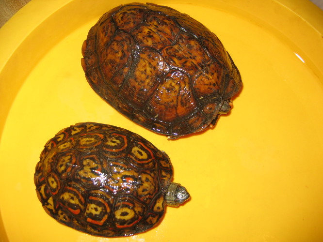 Deana&theChesterfieldZoo - Pets