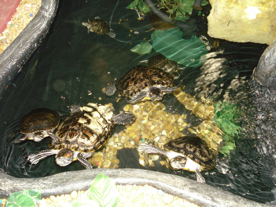 Deana&theChesterfieldZoo - Pets